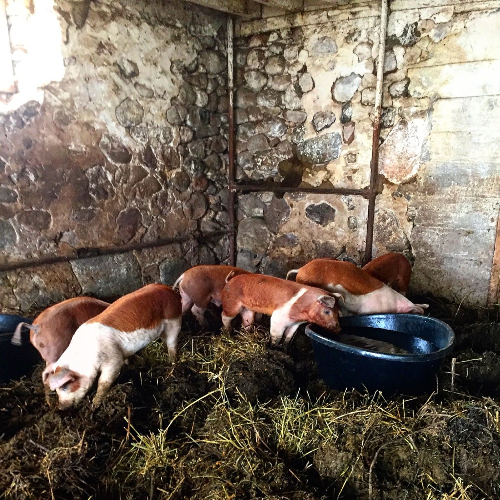 pigs rooting in barn - THE G FARM